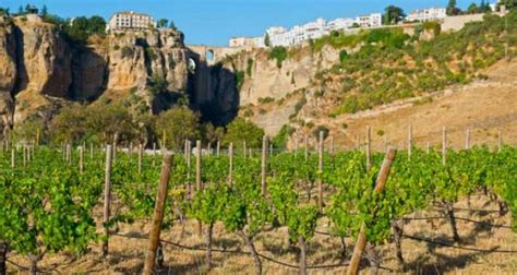 Ronda Wines Route Team Building With Ipads Incentive Gastronomy