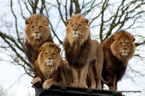 Pin Van Suzan Tucker Op Lions In 2025 Dieren Mooi Dieren