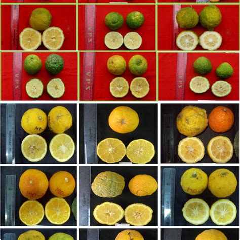 Genetic Resources And Crop Evolution