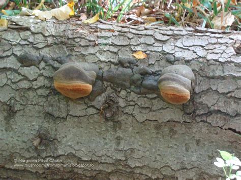 Mushrooms From Romania Phellinus Hartigii