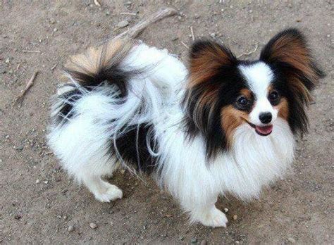 11 3 Months Old Superior Papillon Dog Puppy For Sale Or Adoption
