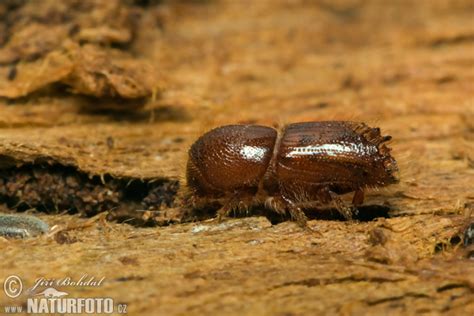 Ips Typographus Pictures European Spruce Bark Beetle Images Nature