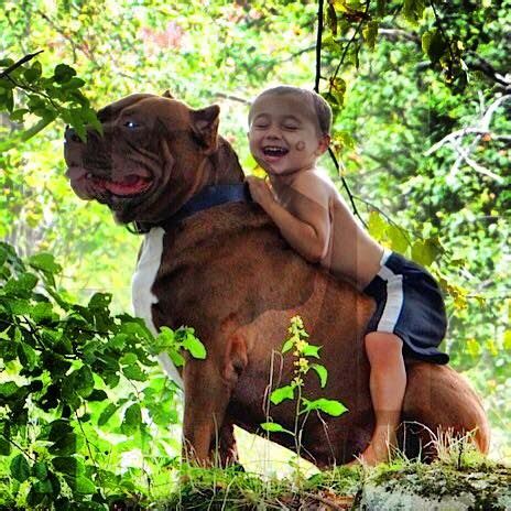 Hulk El Pitbull Más Grande Pesa 79 Kilos Y Es Furor En Internet
