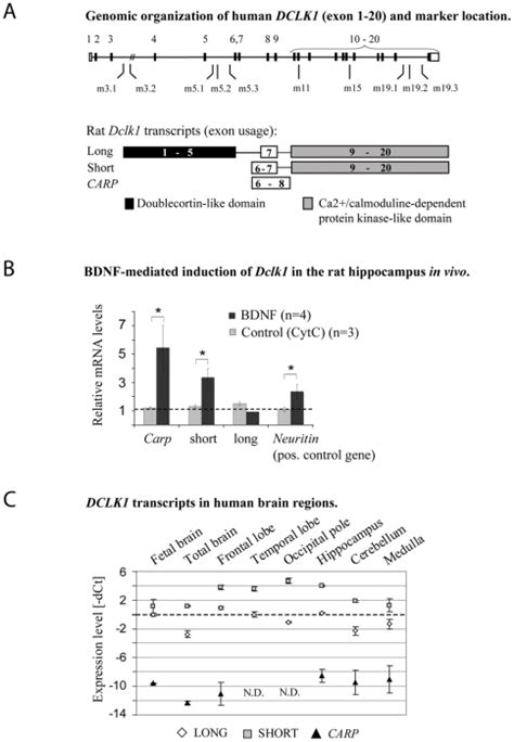 A Proposed Genomic Organization Exon Usage And Marker Location For Download Scientific