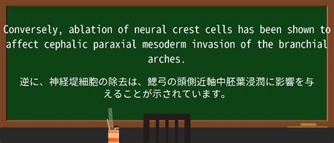 【英単語】neural Crest Cellsを徹底解説！意味、使い方、例文、読み方
