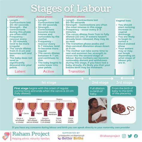 Four Stages Of Labor Stages Labor Stock Illustrations 290 Stages