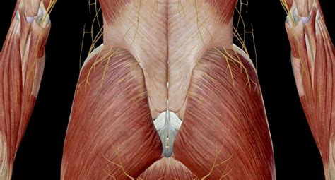 Premium Photo The Lumbar Plexus Is A Complex Neural Network Formed By
