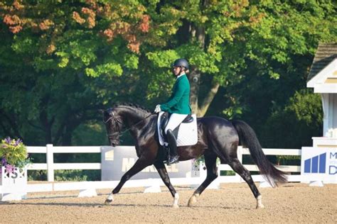Dressage Training Levels Explained Of Horse