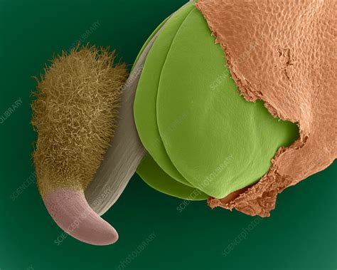 Radish Seed Root And Cotyledons Raphanus Sativus Sem Stock Image C032 4405 Science