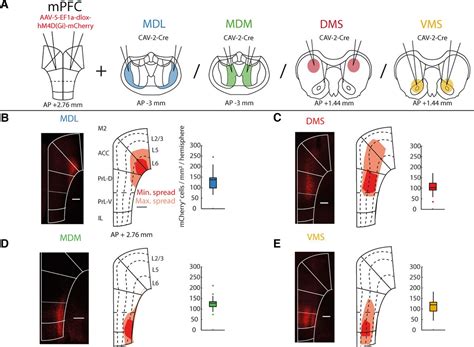 Prefrontal Cortical To Mediodorsal Thalamus Projection Neurons Regulate