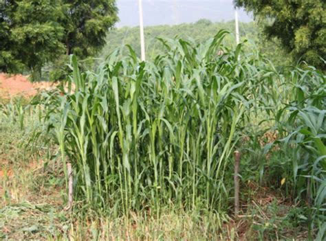 高丹草百度百科