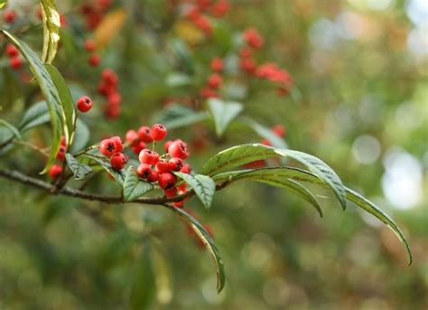 Premium Photo Cotoneaster Frigidus The Tree Cotoneaster In The Autumn