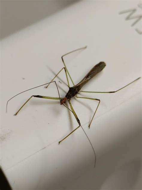 What Is This Bug Located In Malaysia Rwhatsthisbug