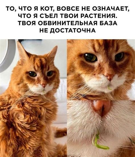Кот Пикабу