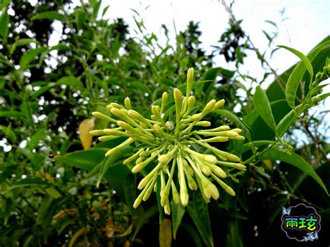 夜香木夜來香－雨玹｜痞客邦