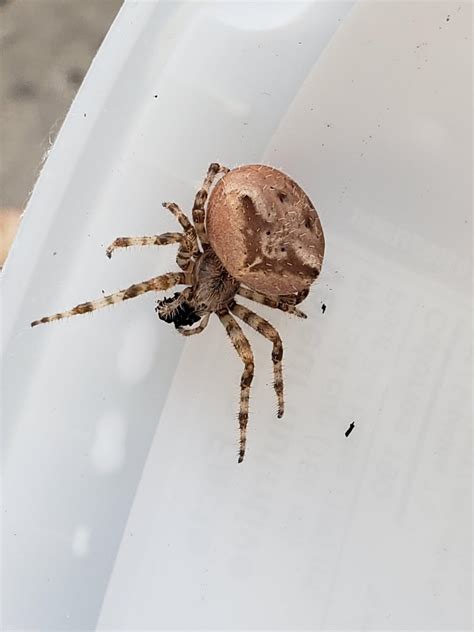 Pregnant Spider What Is It Rspiders