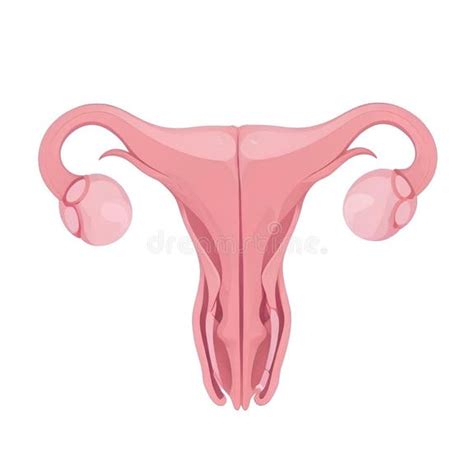 Image Of A Uterus In Artistic Version Stock Illustration Illustration