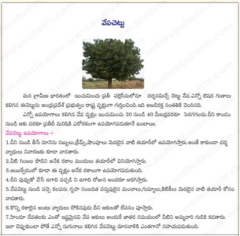 Telugu Web World Vepa Chettu Neem Tree Brief Article About Neem
