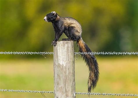 Kill The Annoyance With The Electric Fence For Squirrels A Complete Guide