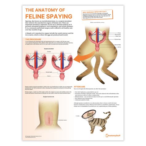 Female Feline Anatomy Diagram How To Tell The Sex Of A Kitten