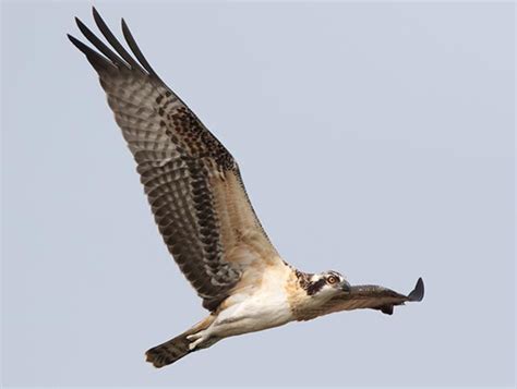 How To Identify An Osprey Lycobirds