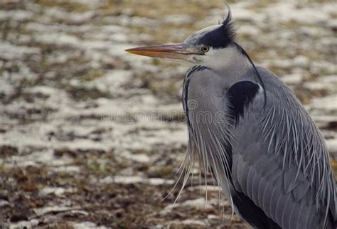 Close Up Of A Gray Heron Stock Image Image Of Gray 255829401