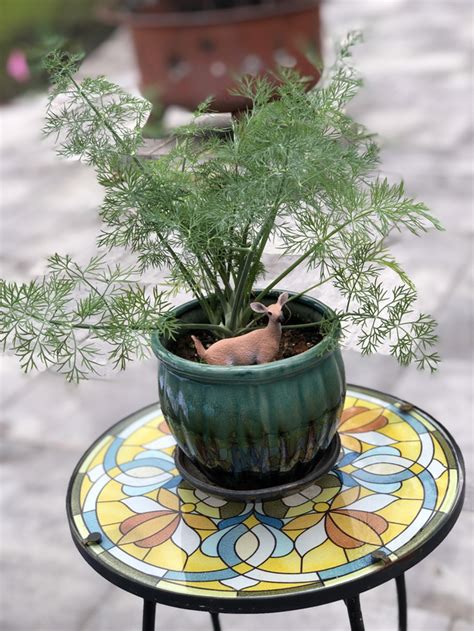 Dat Dill Doe Meme Guy