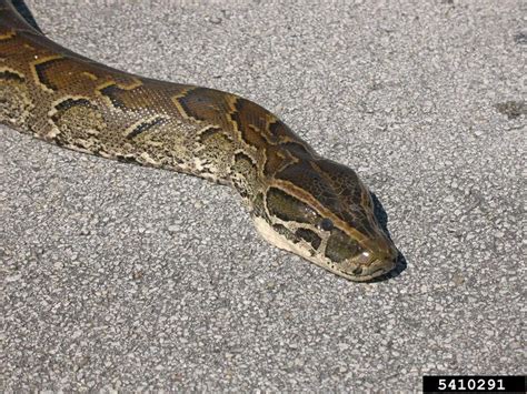 Pythons Genus Python Daudin 1803 Pythons Genus Python Daudin 1803