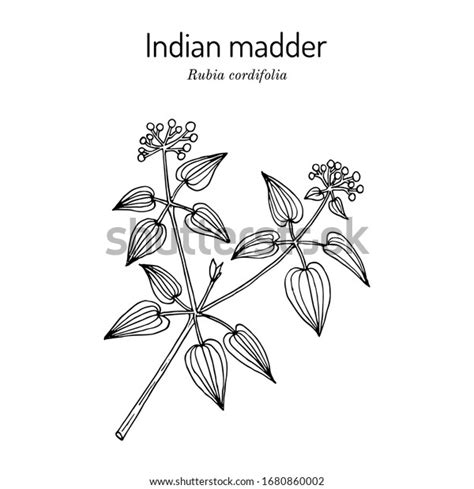 18 Madder Roots Stock Vectors And Vector Art Shutterstock
