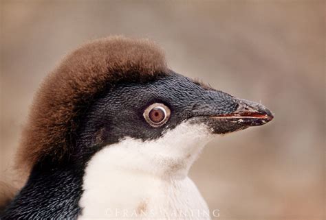 Penguin Feathers A Penguins World