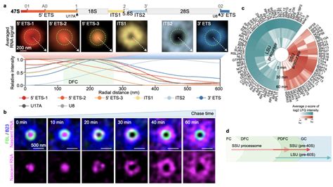 解密细胞核仁结构，上海科学家揭开rna高效加工之谜 国际动态 医药资讯 东方药网 医药招商 医药资讯 医药信息网