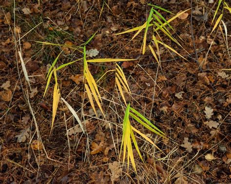 Tall Grass Plant With Yellow Coloured Leaves On Autumn Forest Ground