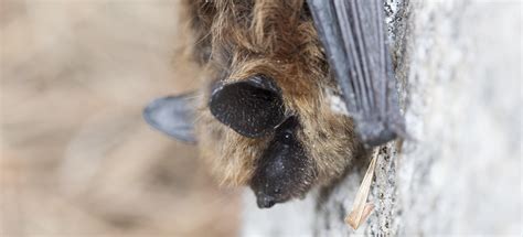 Bat Guide On Nature Magazine