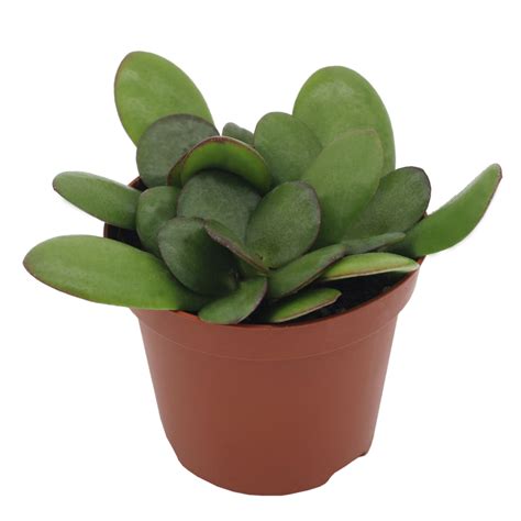 Queen® Genetics Crassula Ovata Compacta