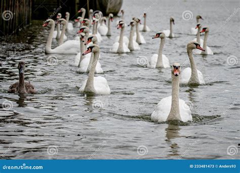 Group Of Swans That Swim Across The River Crouch From Hullbridge To
