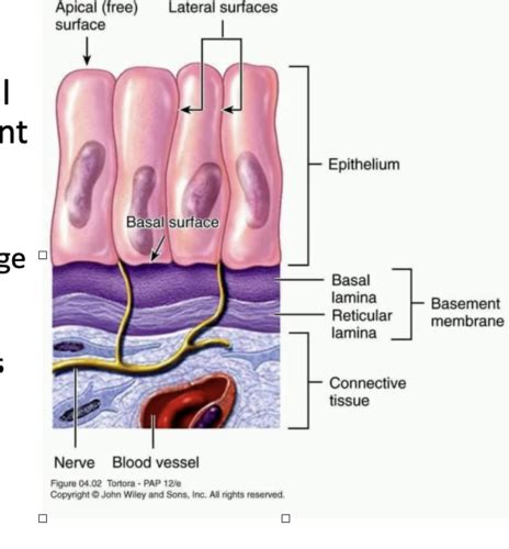 Anatomy Exam 1 Flashcards Quizlet
