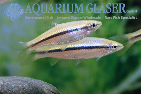 Rasbora Daniconius Aquarium Glaser Gmbh