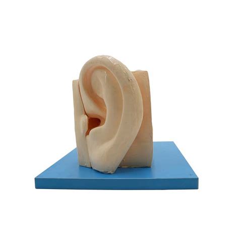 China Ear Structure Model Manufacturers Suppliers And Factory Buy
