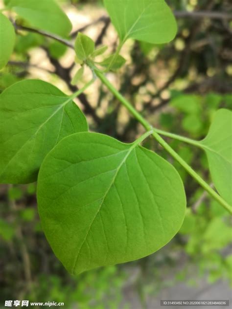 丁香树叶子摄影图树木树叶生物世界摄影图库昵图网
