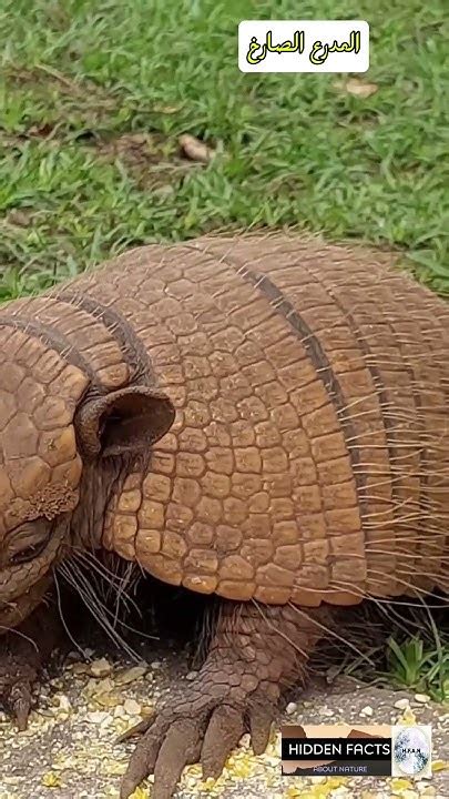 المدرع الصارخ Youtube