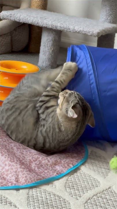 Chompy The Kitten Innocent To Psycho Kitten Cute Cat Youtube