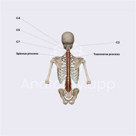 Multifidus Muscles Anatomyapp