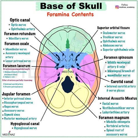 Foramina Of Skull Structures Passing Through It Artofit