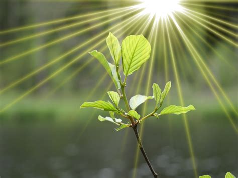 Next Level Microscopy Reveals More About Photosynthesis At Atomic Level