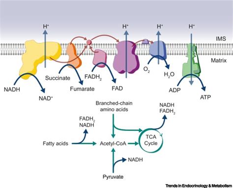 Mitochondrial Morphology Distribution And Activity During Oocyte