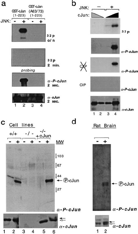 Characterization Of The Anti Phospho C Jun Antiserum A Gst