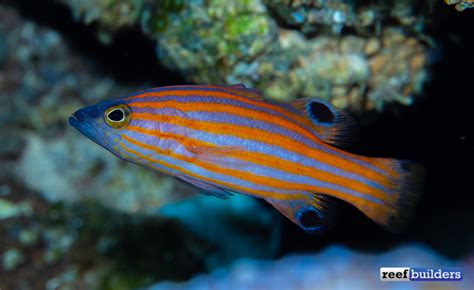 Rare Fish Spotlight The Poor Mans Candy Basslet Liopropoma Swalesi