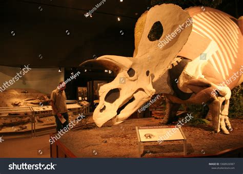 Torosaurus Skeleton