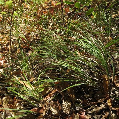 Calamagrostis Rubescens Pine Reed Grass A Photo On Flickriver