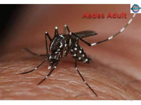 Difference Between Major Mosquito Species Anophele Culex And Aedes Sp